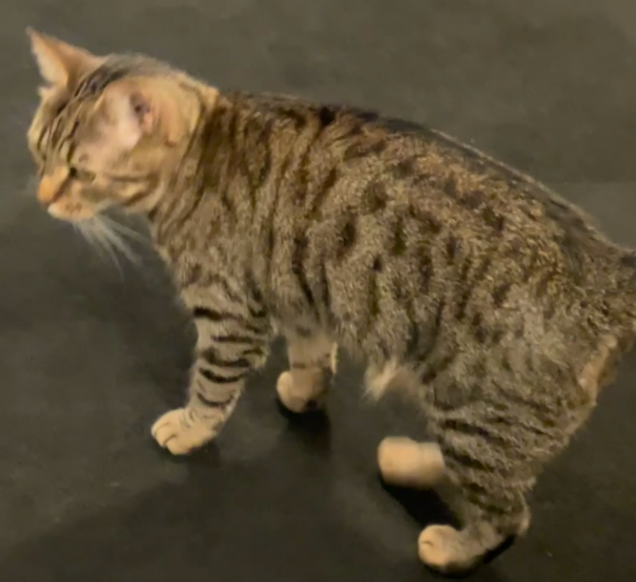 Important Markings - Operation Finding Phoenix